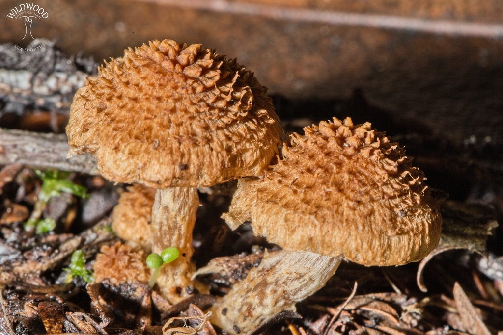 Common Gilled Mushrooms and Allies from Hatepe 3382, New Zealand on ...