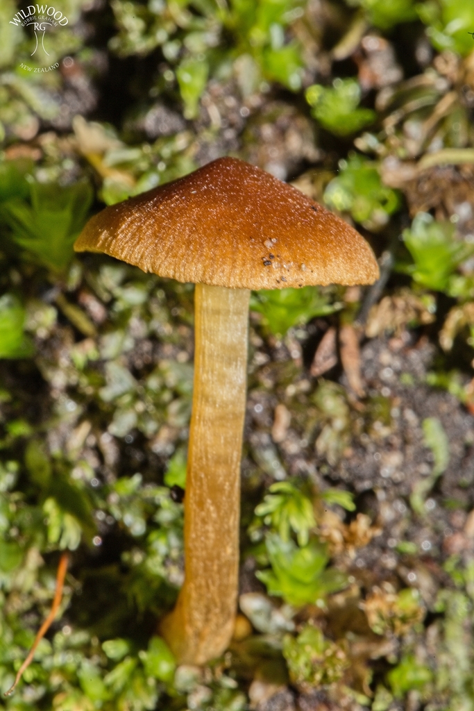 Webcaps from Hatepe 3382, New Zealand on July 8, 2024 at 02:26 PM by ...