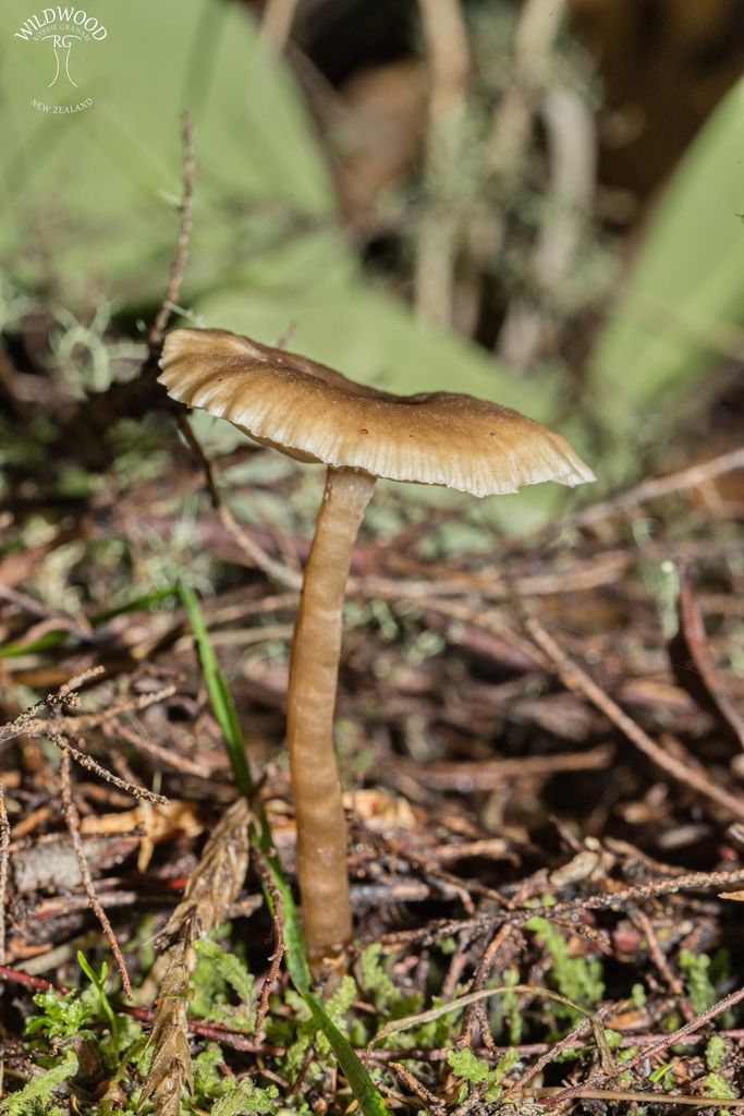 Common Gilled Mushrooms and Allies from Hatepe 3382, New Zealand on ...