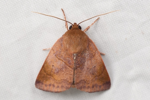 sinostrangalis's Identifications · iNaturalist