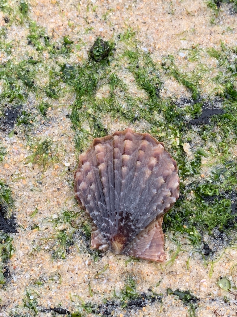 Livid Fan Scallop from Tasman Sea, Bundagen, NSW, AU on July 8, 2024 at ...
