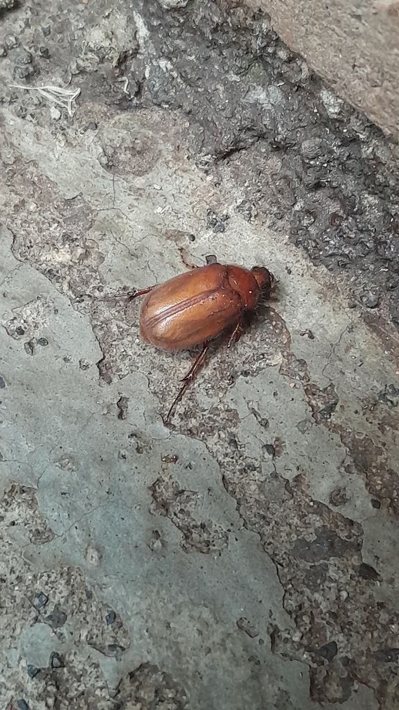 May Beetles from Guadalupe, 58140 Morelia, Mich., México on July 6 ...