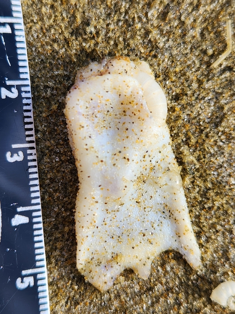 Ram's Horn Squid from Kaipara, NZ-NO, NZ on July 8, 2024 at 11:02 AM by ...