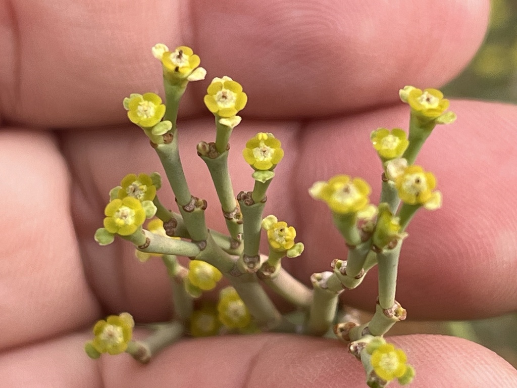 Euphorbia ephedroides from Walking Trail, Springbok, NC, ZA on July 7 ...