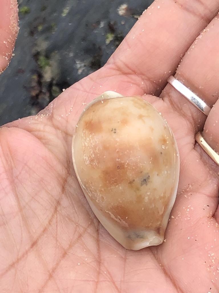 Blotched Green Cowry from Bongil Bongil National Park, Bundagen, NSW ...