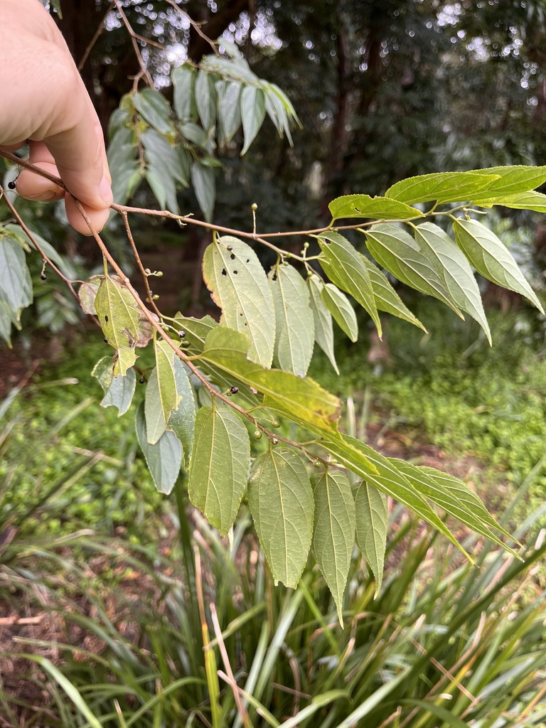 Nettle Tree from Bunya Crossing Reserve, Bunya, QLD, AU on July 8, 2024 ...