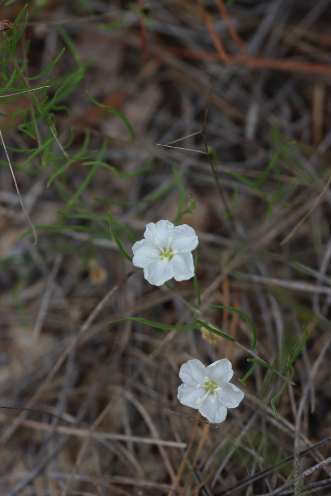 silky evolvulus from Newton County, TX, USA on July 6, 2024 at 11:33 AM ...