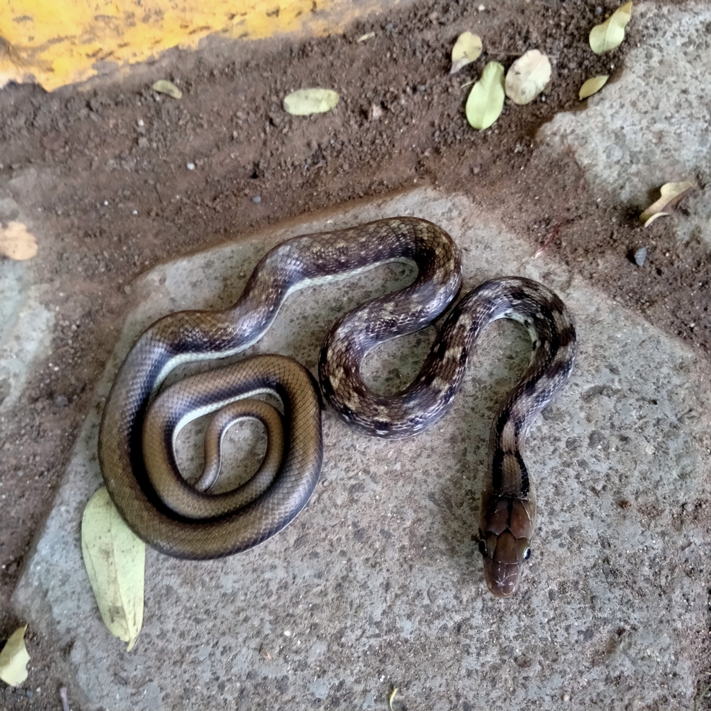 Common Indian trinket snake from Pune, IN-MH, IN on July 8, 2024 at 12: ...