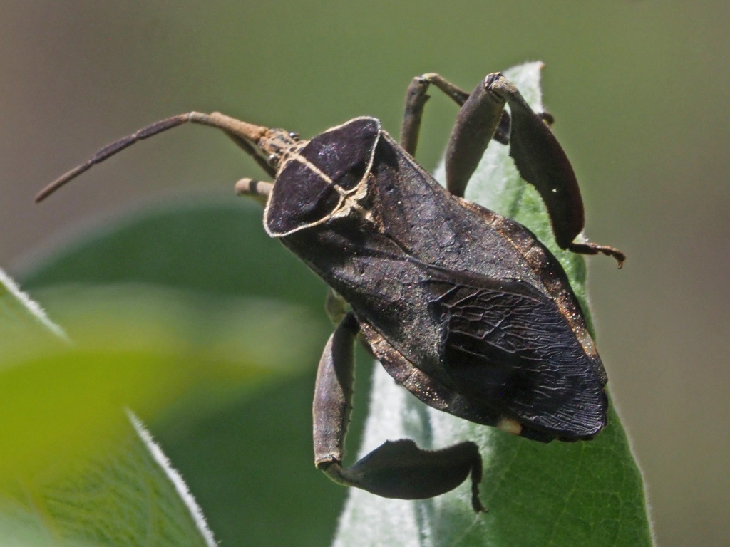 Giant Twig Wilter from Kgaswane Mountain Nature Reserve, Bojanala ...