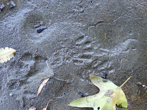 Raccoon Tracks – NatureTracking