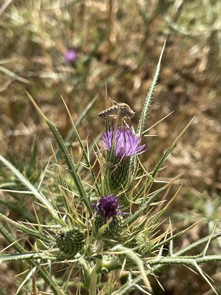 Amictus from Lesvos, Kerami, K, GR on July 8, 2024 at 10:25 AM by ...
