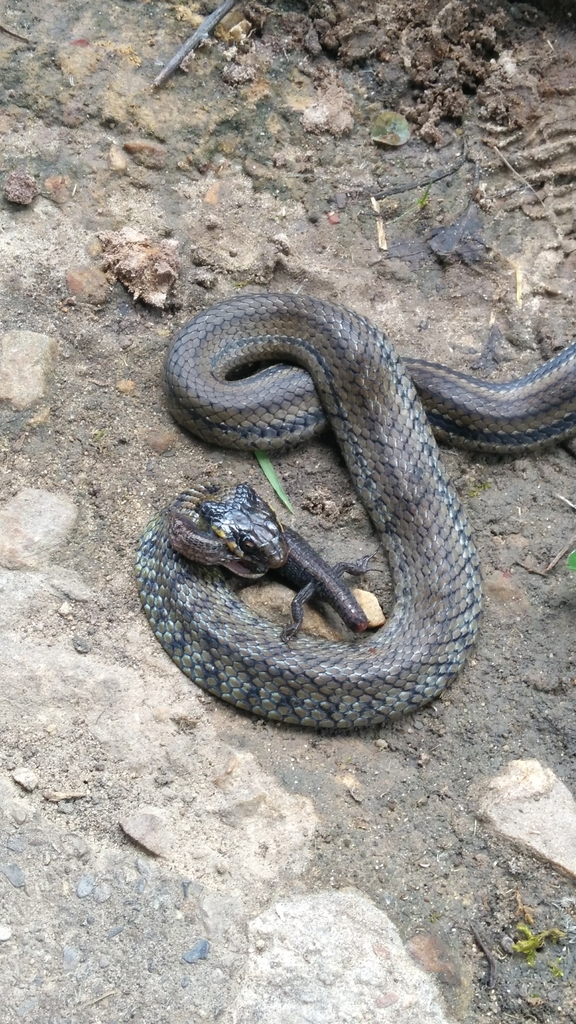 Fire-bellied Snake (Erythrolamprus epinephalus) - Snakes and Lizards