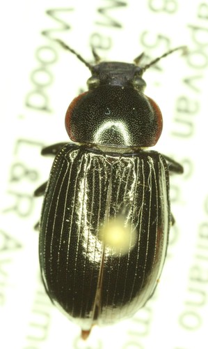 Helops pernitens · iNaturalist