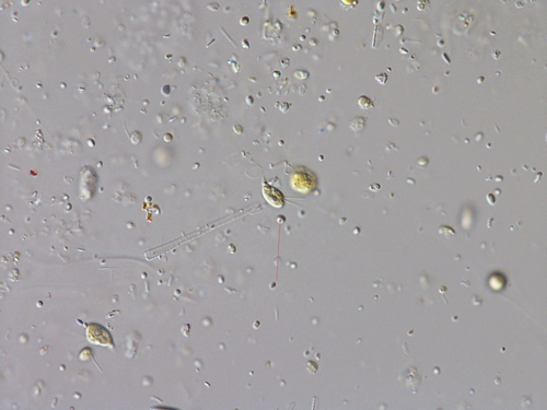 (Plagioselmis)