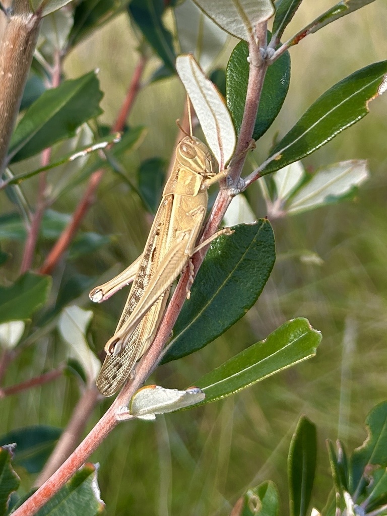 Spur-throated Locust from Punchbowl Coastal Reserve, San Remo, VIC, AU ...