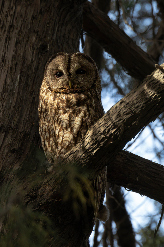 Himalayan Owl from 国家植物园, 北京市, CN on May 21, 2023 at 07:35 AM by Nickel ...