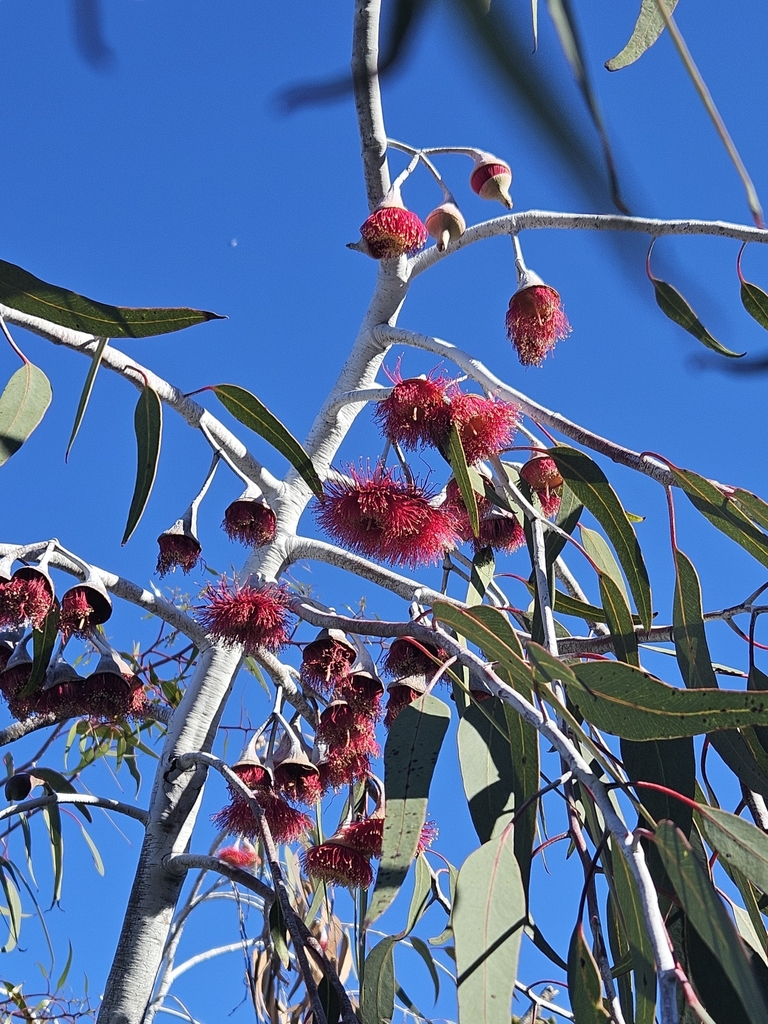 Eucalyptus caesia from Cowes VIC, Australia on July 7, 2024 at 12:22 PM ...
