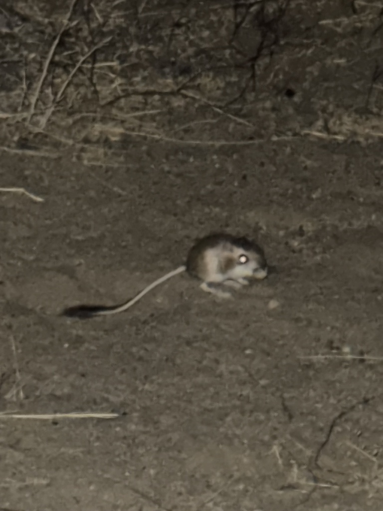 Kangaroo Rats from E Tenth St, Silver Springs, NV, US on July 7, 2024 ...