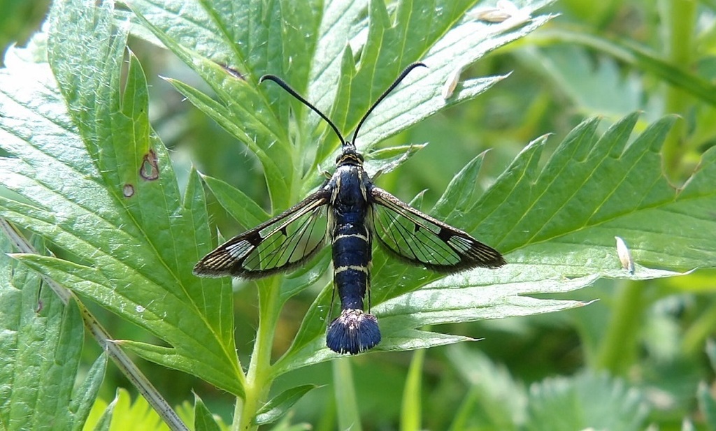 Currant Clearwing Moth from Chociszewo, Polska on July 8, 2024 at 10:26 ...