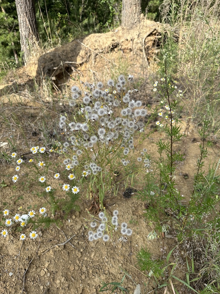 narrow-leaved hawksbeard from Муниципальный Район Иркутский, Иркутская ...