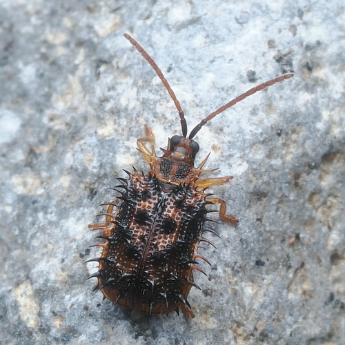 Dactylispa higoniae · iNaturalist