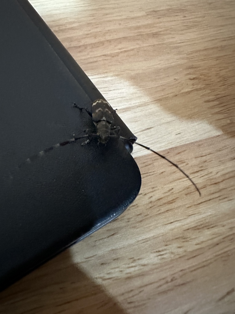 Blepephaeus infelix from 西天目山自然保护区, 杭州市, 浙江省, CN on July 8, 2024 at 01: ...