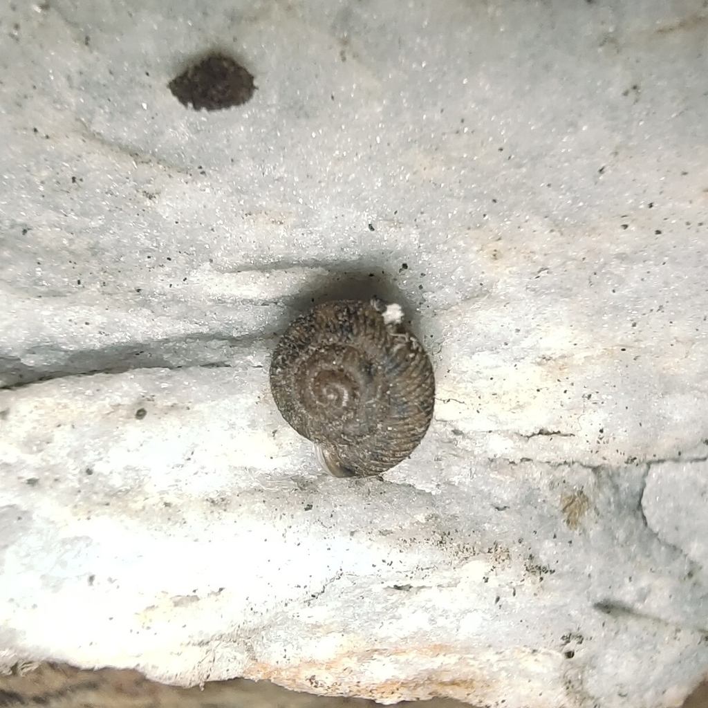 Cathaica pyrrhozona montana from Beijing, Beijing, CN on July 8, 2024 ...