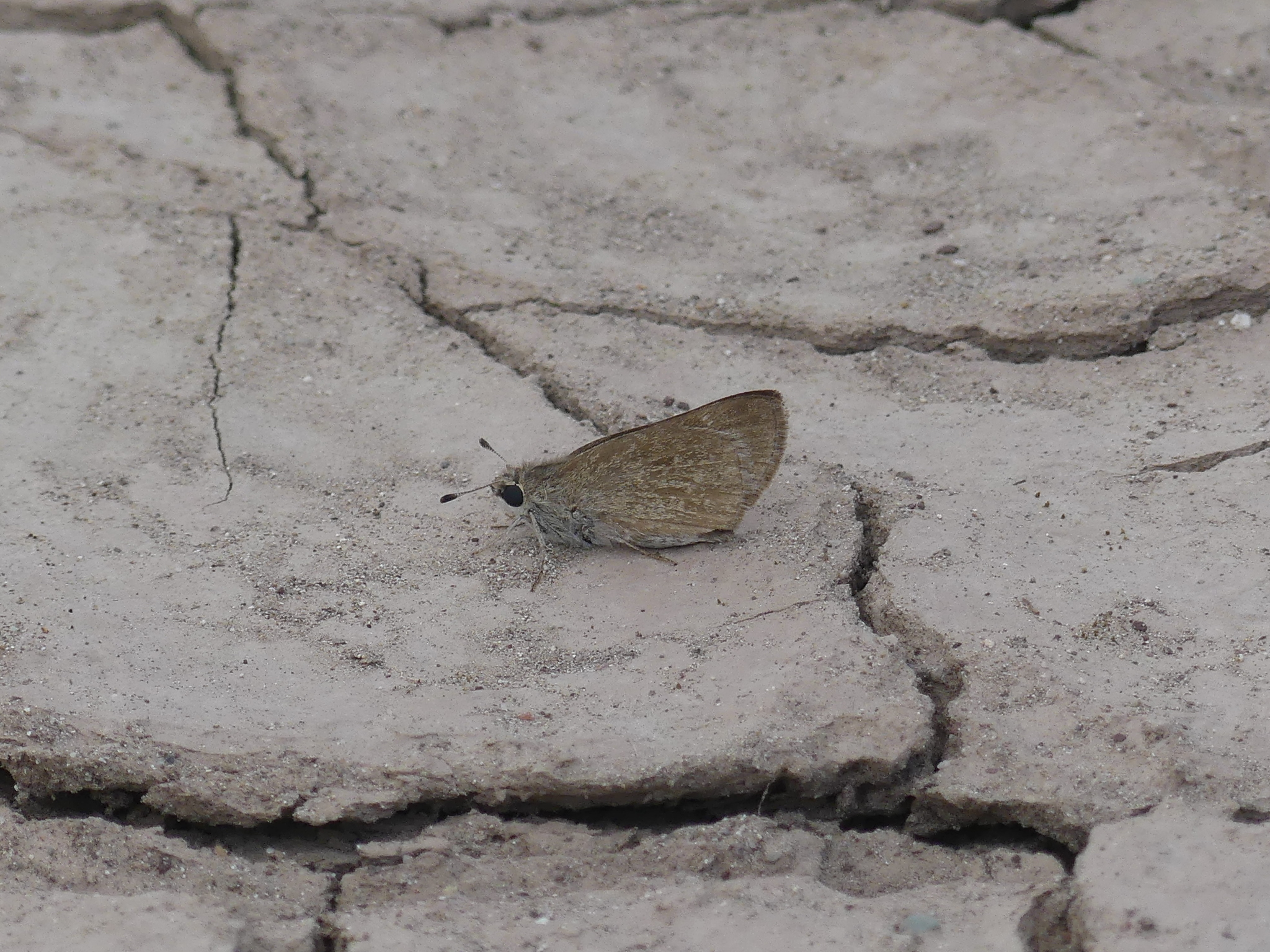 Gegenes pumilio (Hoffmannsegg, 1804)