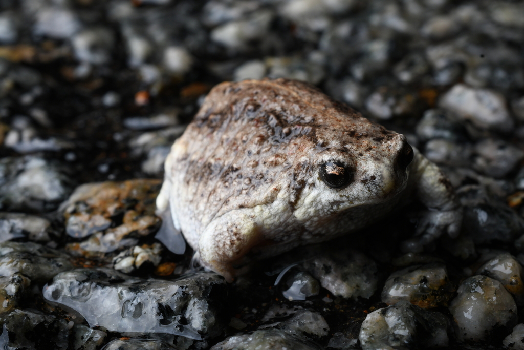 Southern Sandhill Frog in July 2024 by Bryce van der Heide · iNaturalist