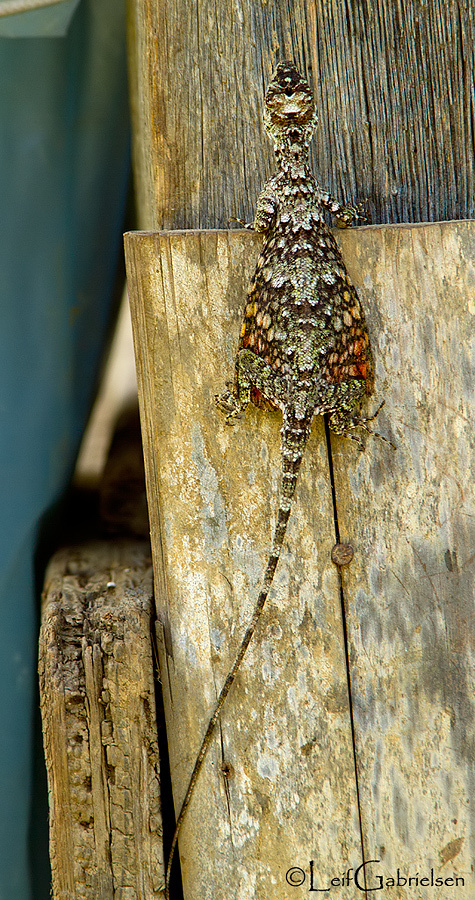 White Spotted Flying Lizard (Draco ornatus) - Snakes and Lizards