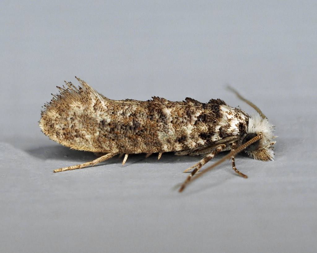 Clemens' Bark Moth from Salem, NH 03079, USA on July 8, 2024 at 06:00 ...