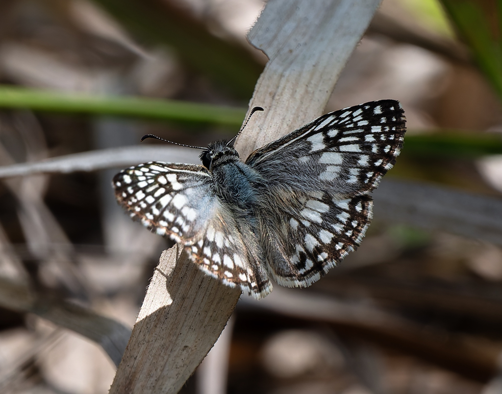 Tropical Checkered-Skipper from Kissimmee Prairie Preserve State Park ...