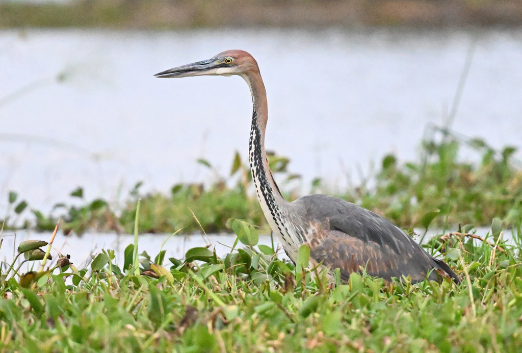 Goliath Heron from Distretto di Balaka, Malawi on June 9, 2024 at 04:48 ...