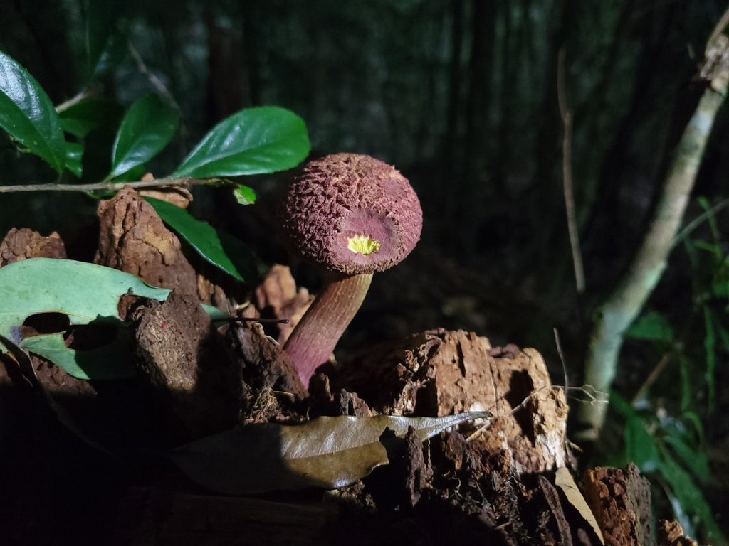 Boletellus from 424台灣台中市和平區博愛里 on July 6, 2024 at 05:38 PM by malcolm ...