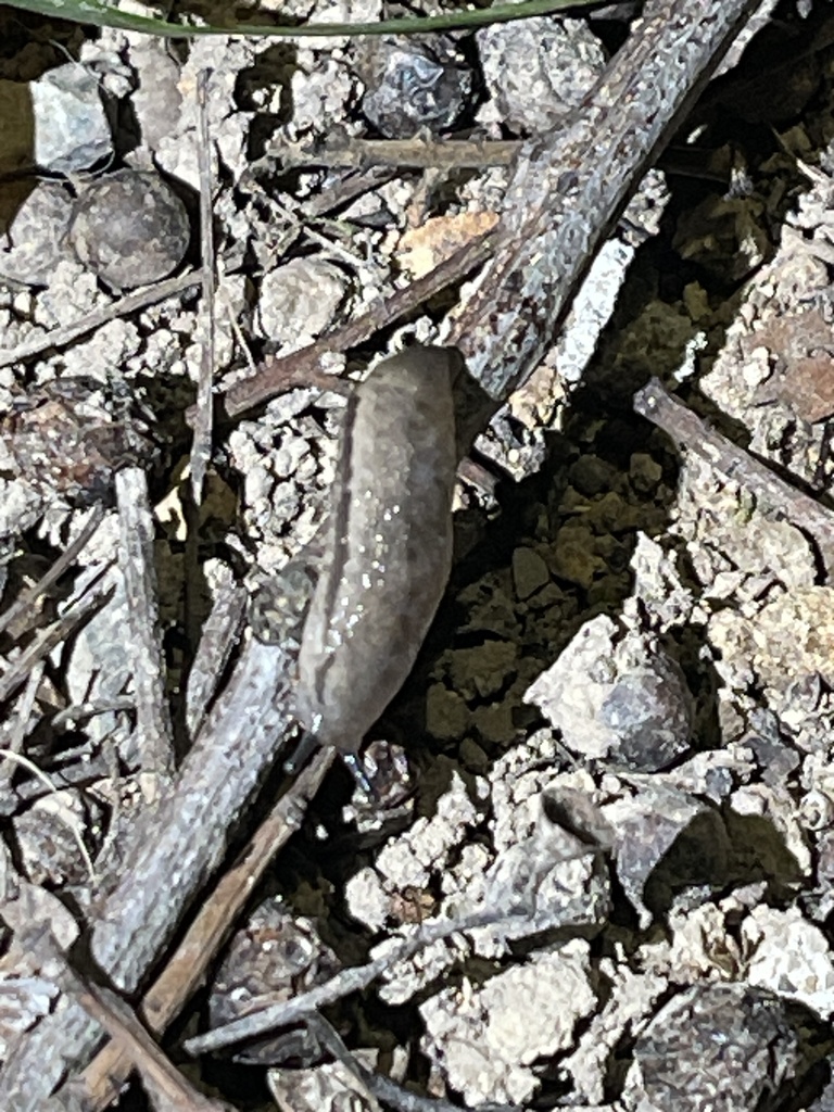 Chinese Slug from 阳明西路, 宁波市, 浙江省, CN on July 08, 2024 at 09:54 PM by ...