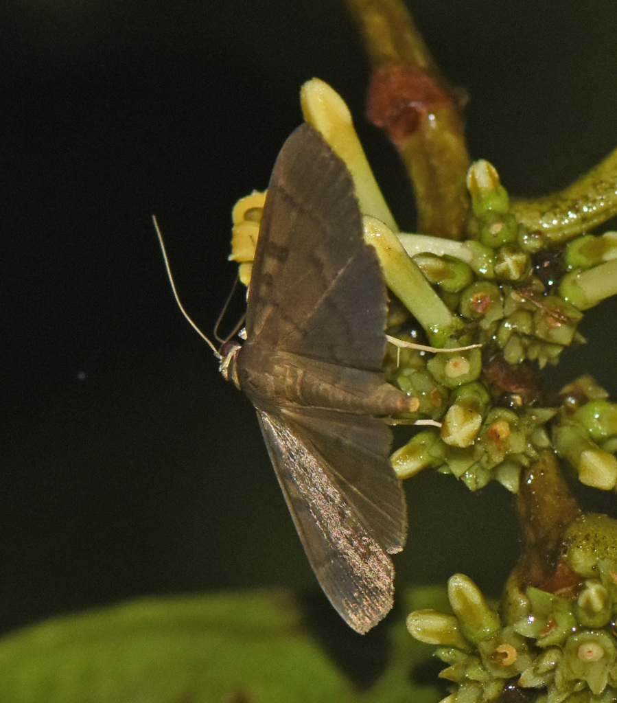 Herpetogramma from Bau, Sarawak, Malaysia on May 31, 2024 at 05:13 AM ...