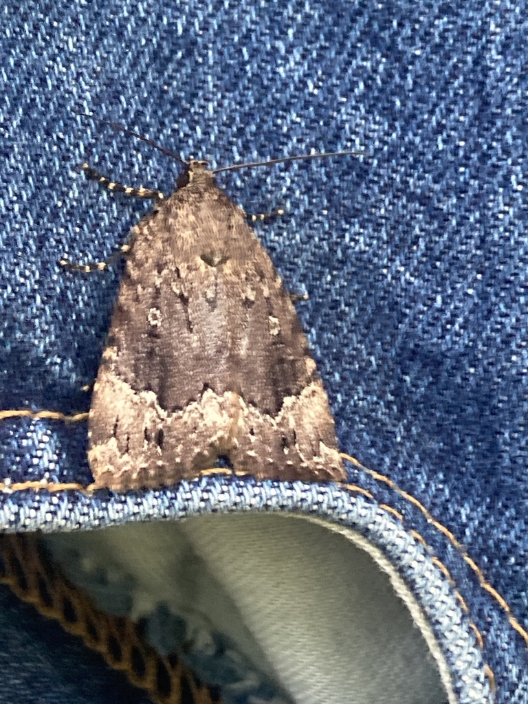American Copper Underwing from Whippoorwill Ln, Nashville, IN, US on ...