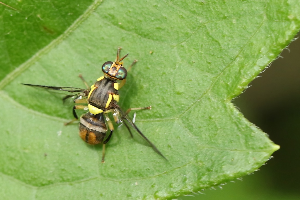 Oriental Fruit Fly from Mount Batulao Peak, Batangas, Philippines on ...