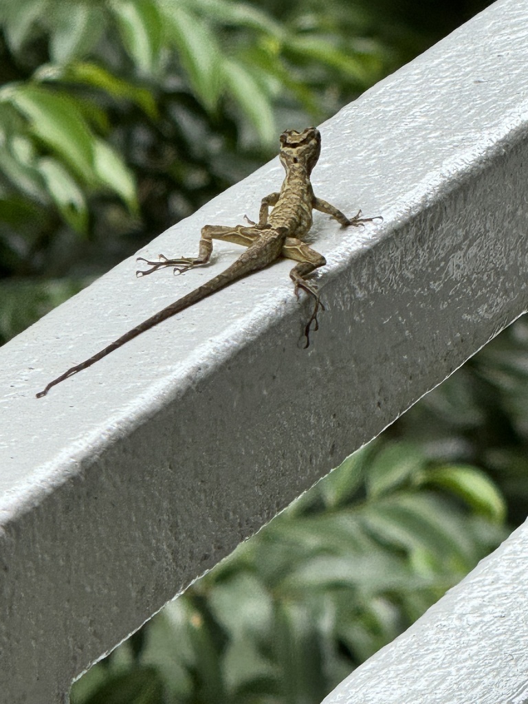 Lizards from Anton's Valley, Cocle, PA on June 19, 2024 at 02:42 PM by ...