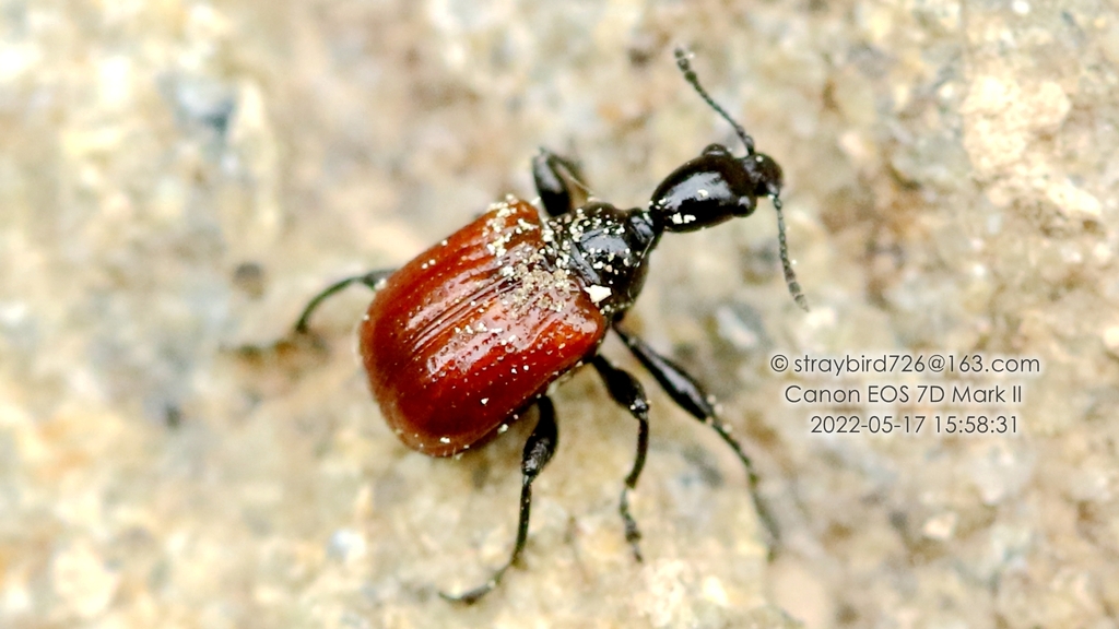Compsapoderus from 中国北京市门头沟区 on May 17, 2022 at 03:58 PM by Nan Yang ...