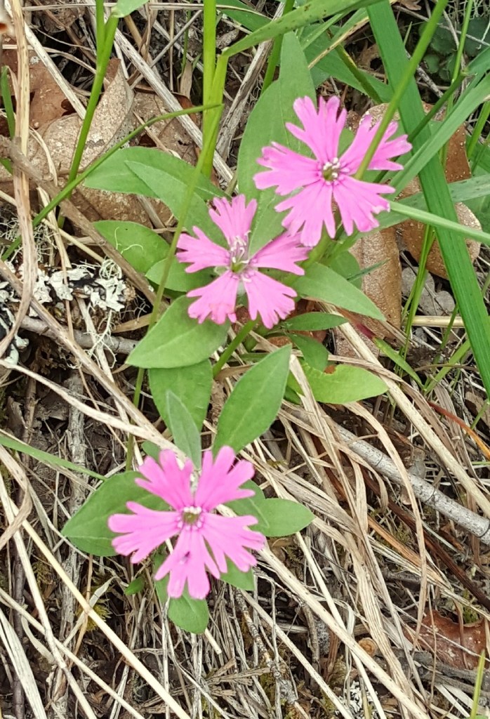 Silene hookeri hookeri in May 2019 by Bruce Newhouse · iNaturalist