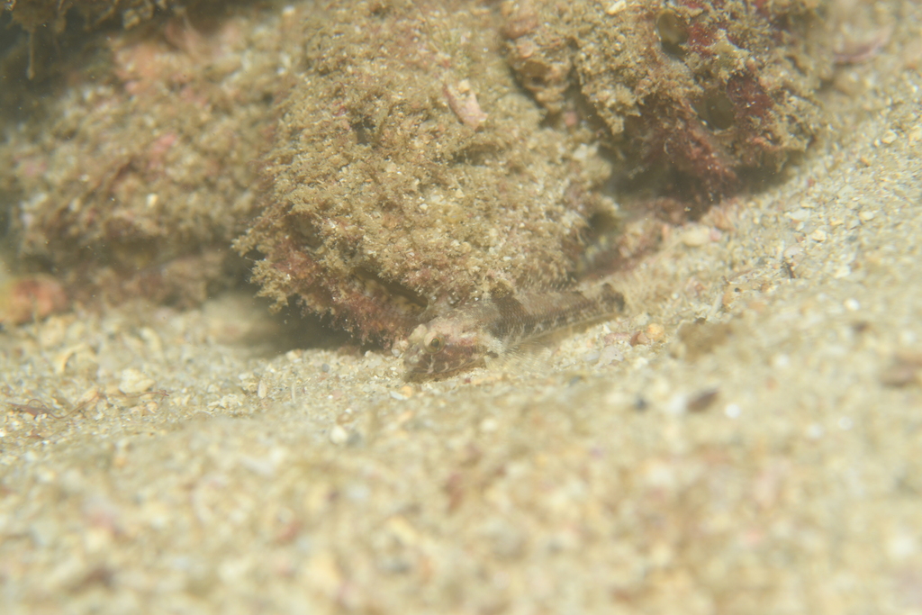 Dusky Frillgoby from Hong Kong on July 07, 2024 at 04:25 PM by Gomen ...