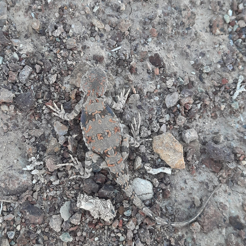 Phrynocephalus guttatus alpherakii from Еңбекшіқазақ ауданы, Қазақстан ...