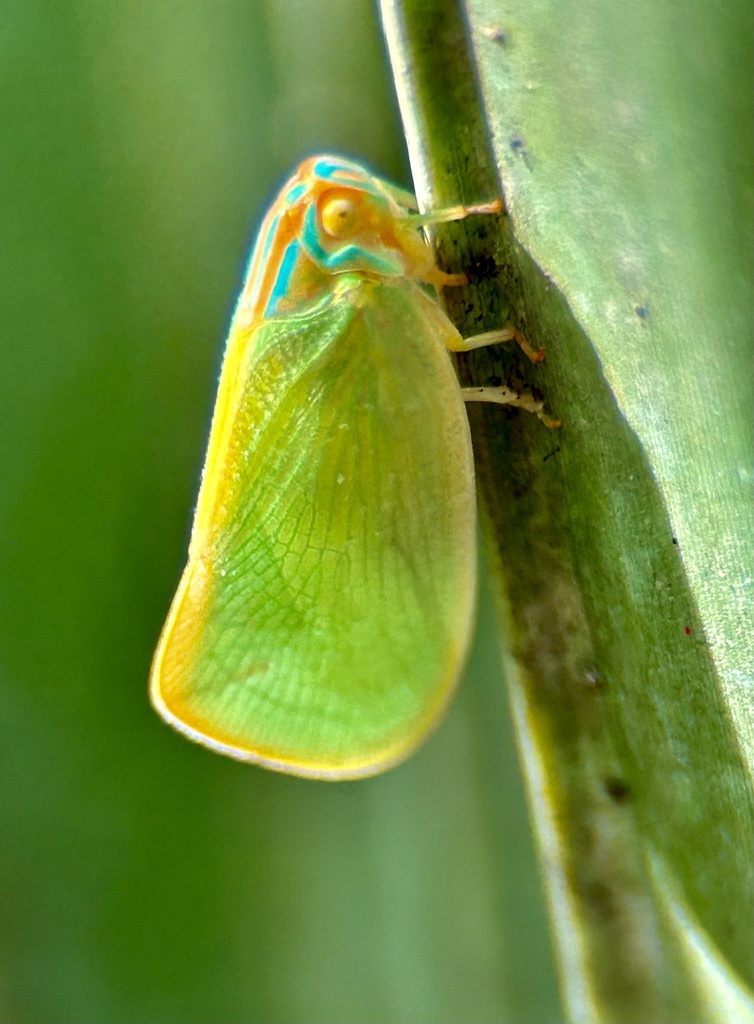 Palm Flatid Planthopper from A.D. Barnes Park, Miami, FL, US on July 8 ...