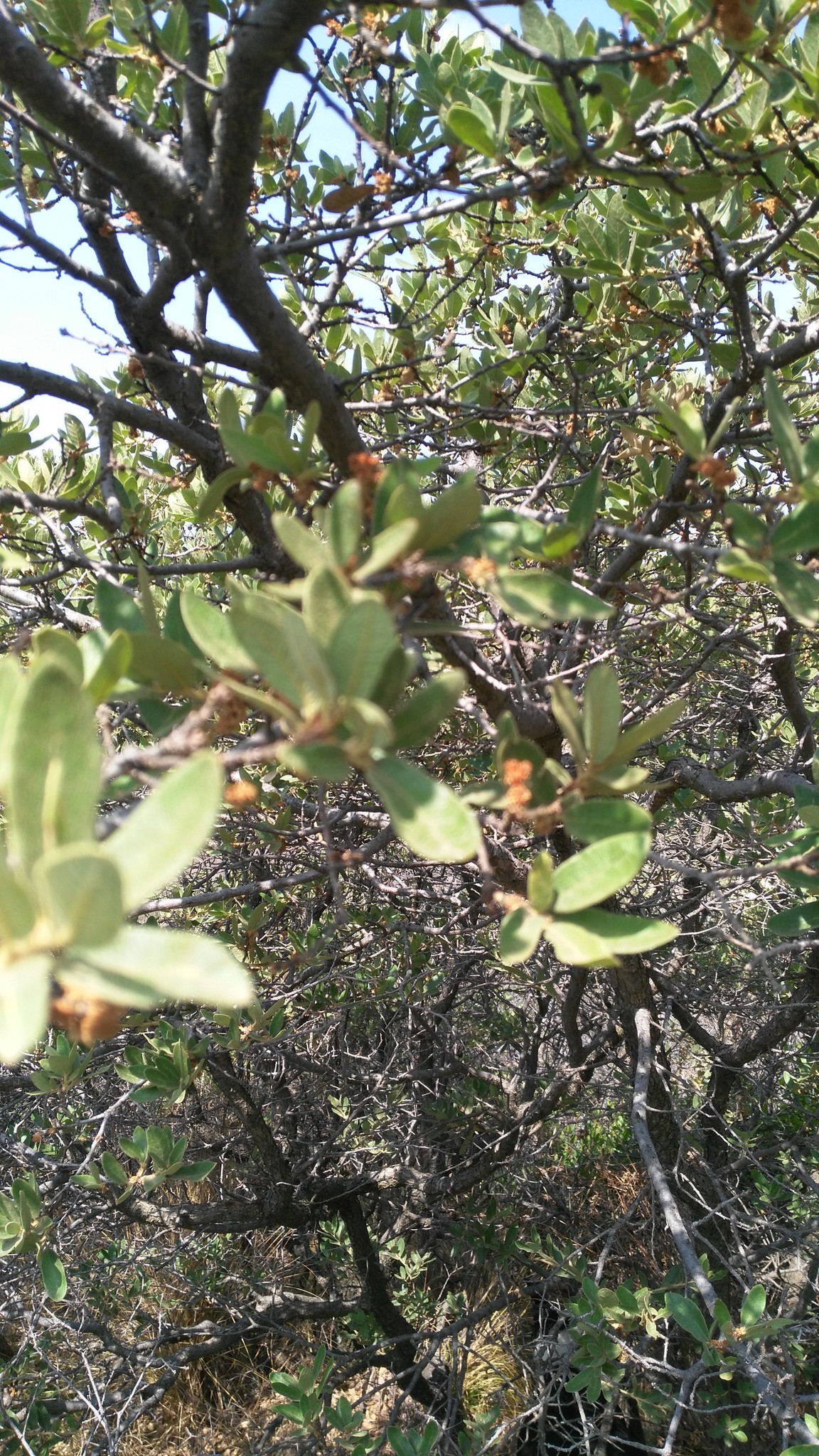 Quercus microphylla Née
