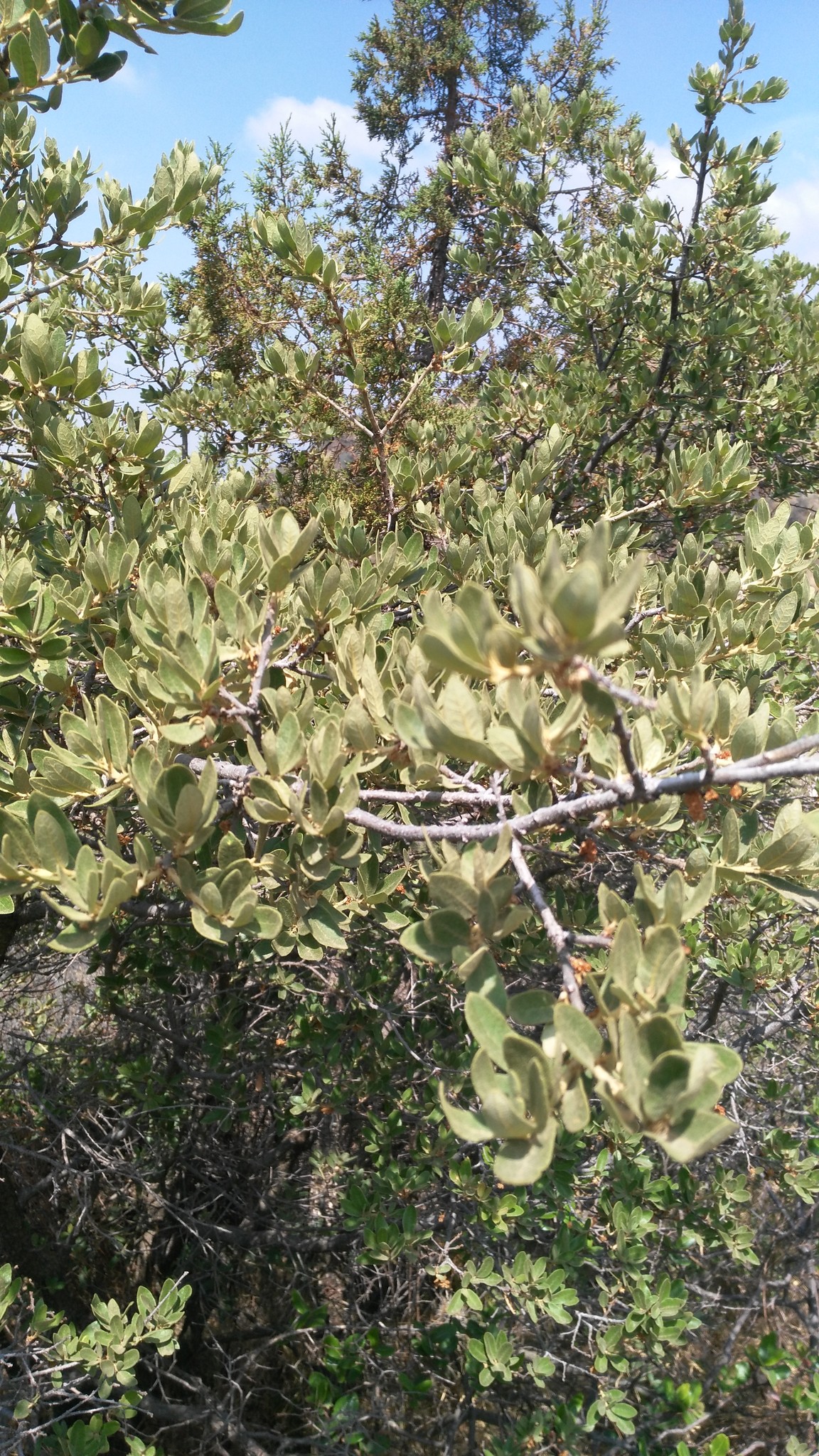 Quercus microphylla Née