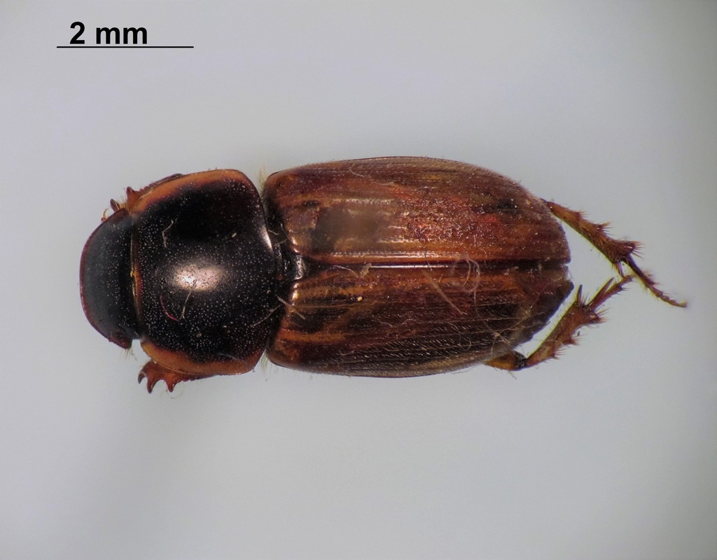 Melinopterus prodromus from Neuville, QC, Canada on October 11, 1970 by ...