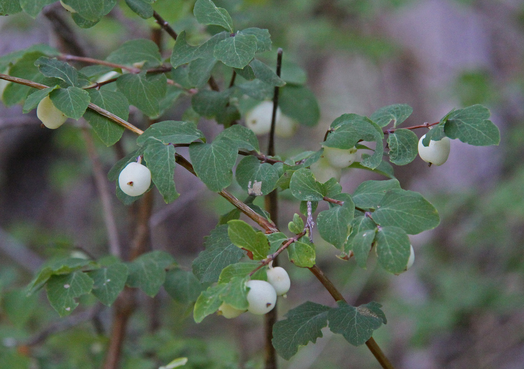 Roundleaf Snowberry (Plants of Yampa River and Elkhead Reservoir State ...