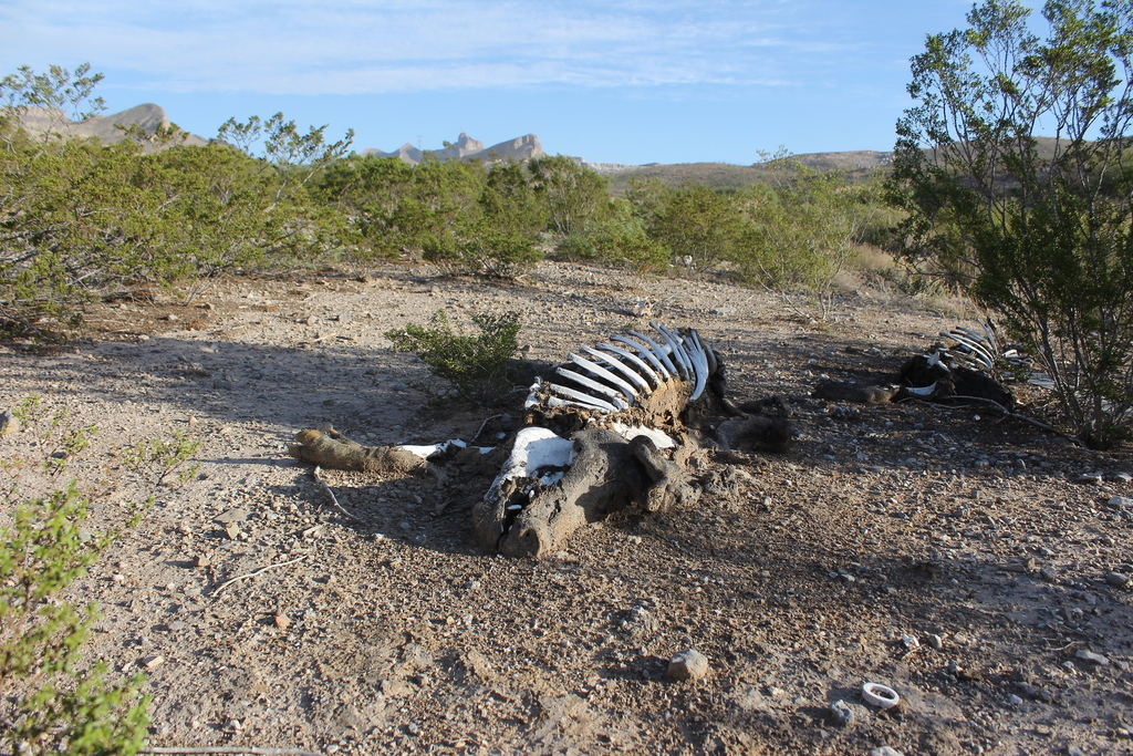 Wild Boar in July 2024 by Ramón Isaac Miramontes Cinco · iNaturalist