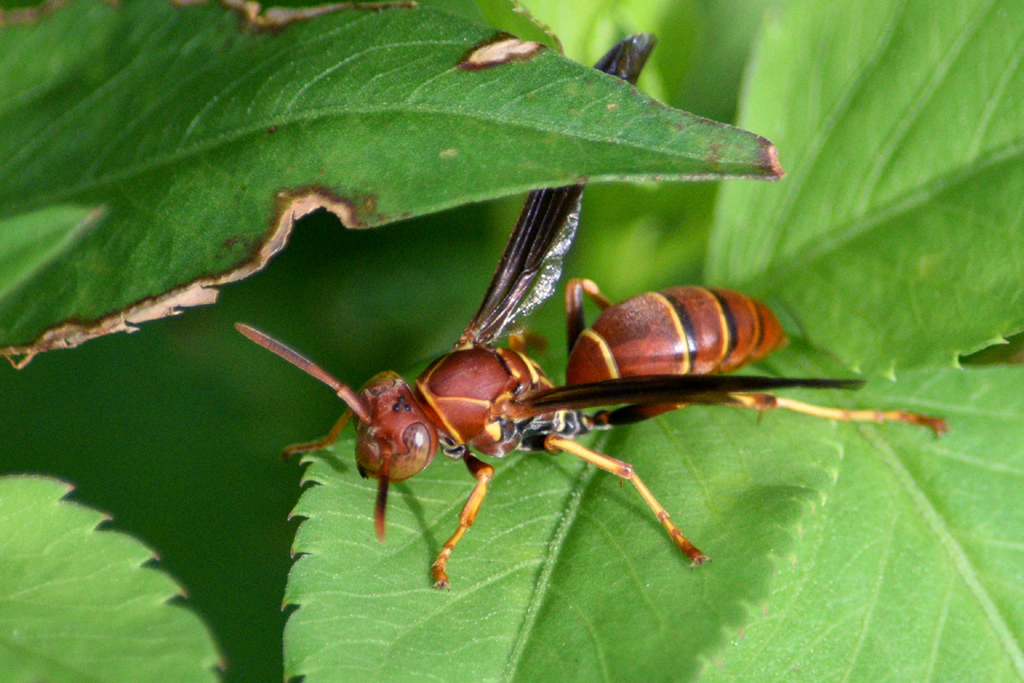 Bahamian Paper Wasp from Coral Terrace, FL, USA on July 8, 2024 at 08: ...
